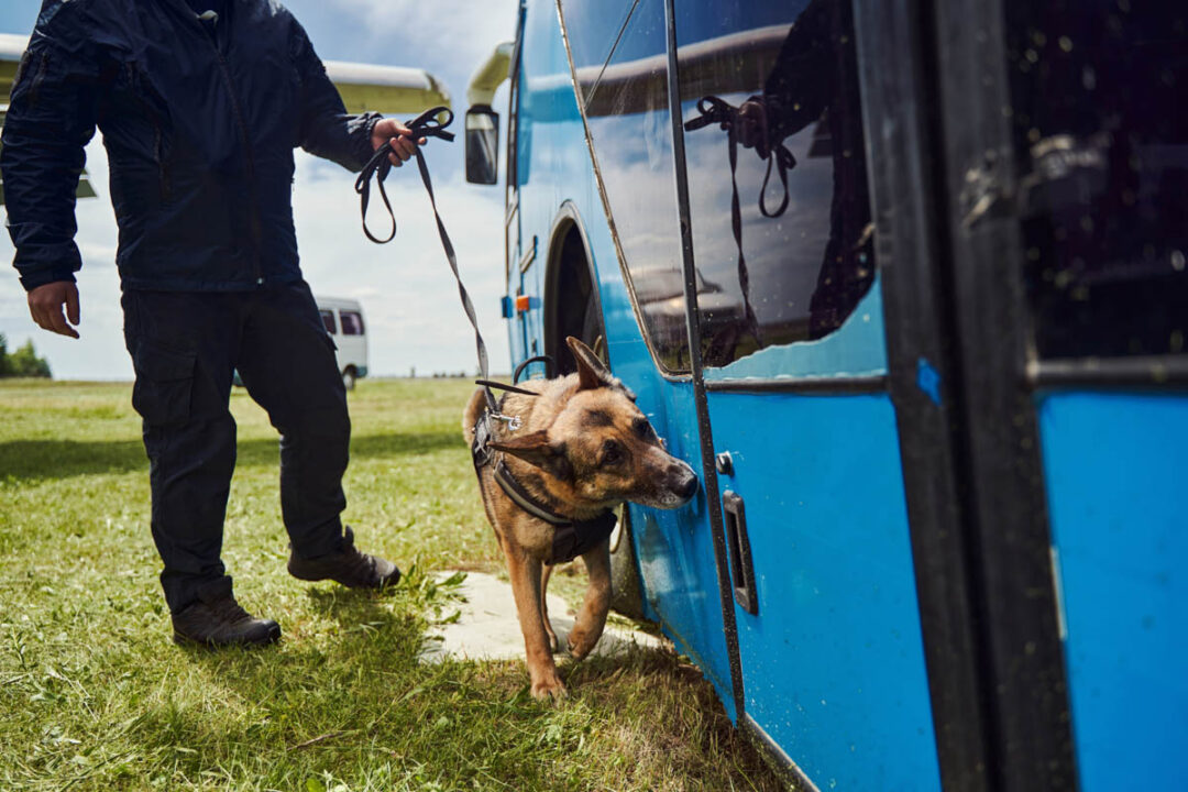 11 Unusual Jobs Dogs Can Perform Better Than Humans