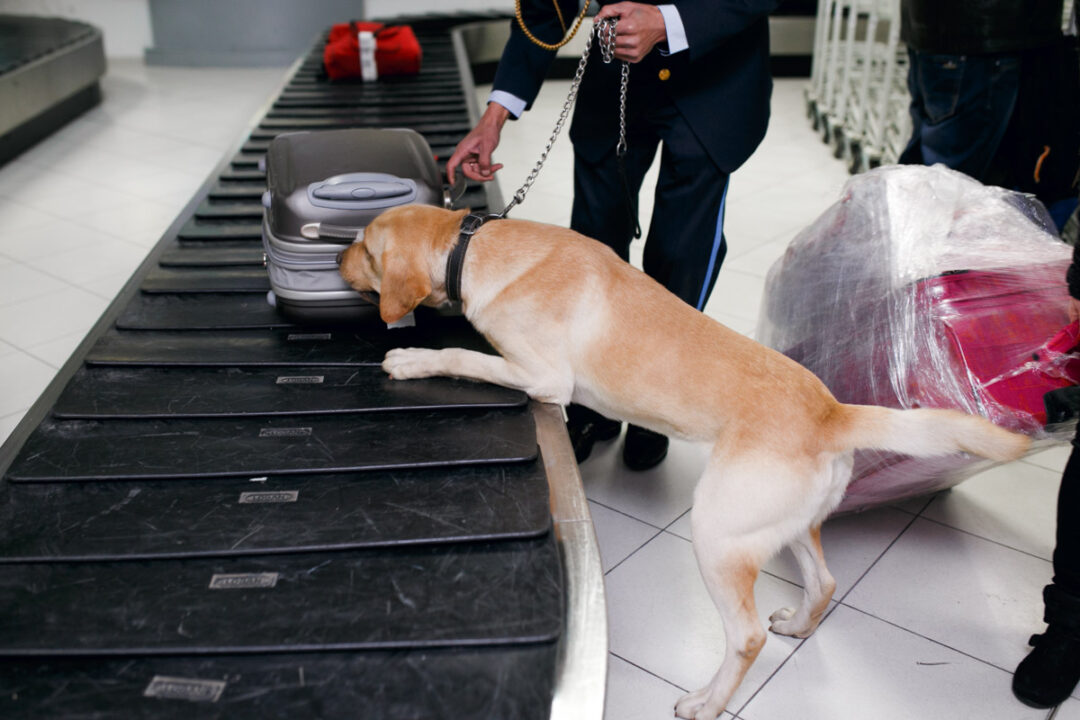 13 Things Dogs Can Smell That Humans Can't