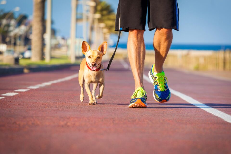 11 Hyperactive Dog Breeds That Will Run You Ragged