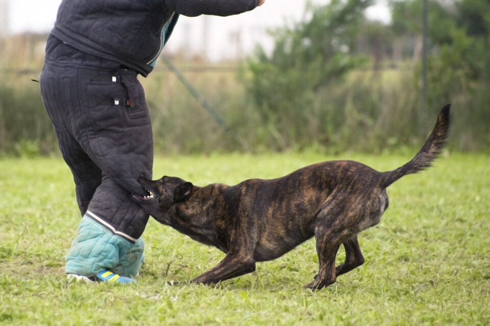 12 Dogs Whose Bites Pack the Biggest Punch