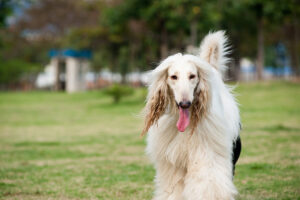 Clueless Canines: Meet the Dumbest Dog Breeds