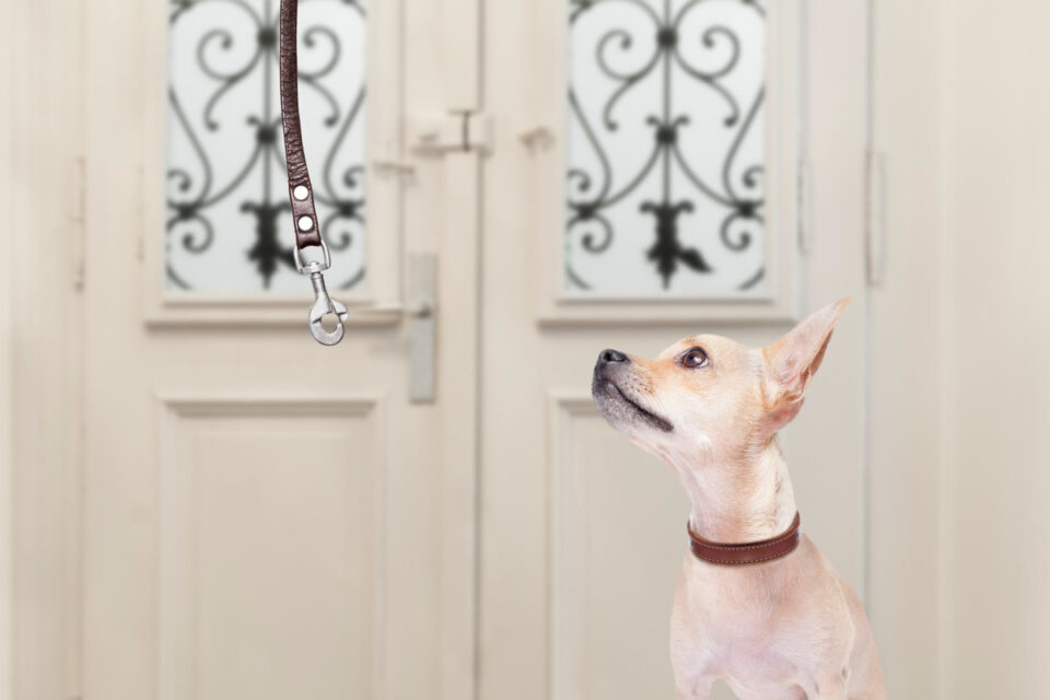 How To Bell Train a Dog: A Step-by-Step Guide