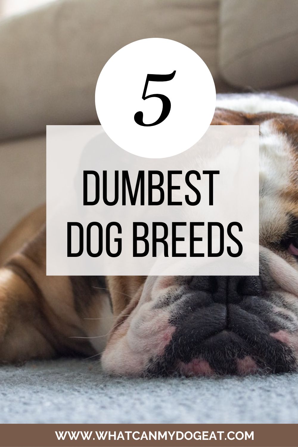 5 Dog Breeds That Aren’t Winning Any IQ Contests