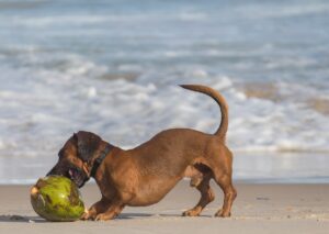 Clueless Canines: Meet the Dumbest Dog Breeds