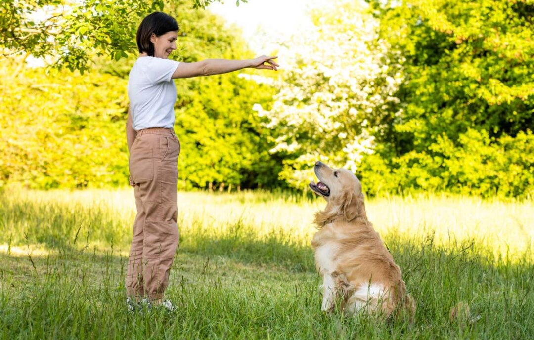 10 Ways to Teach Your Dog to Stay Close Without a Leash