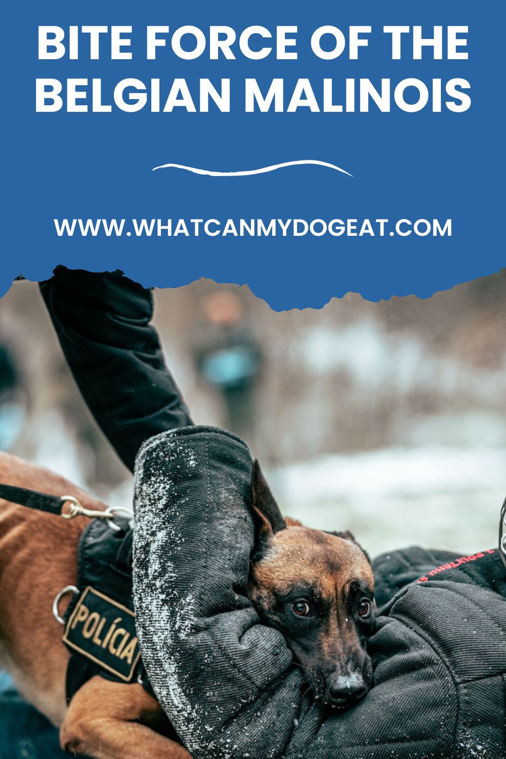 Bite Force of the Belgian Malinois: Facts and Reality