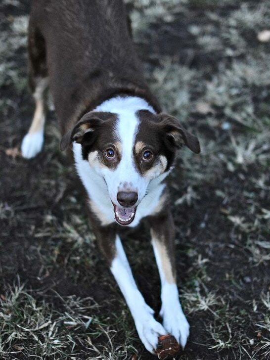 Can I Walk My Dog 30 Minutes After Eating?