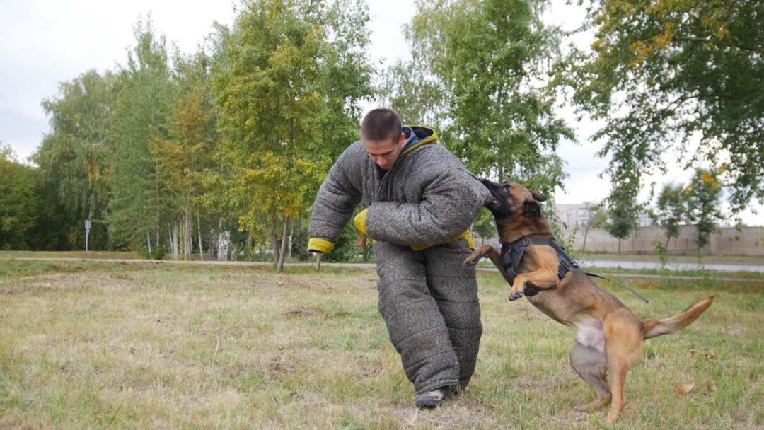 Dog Bite Training