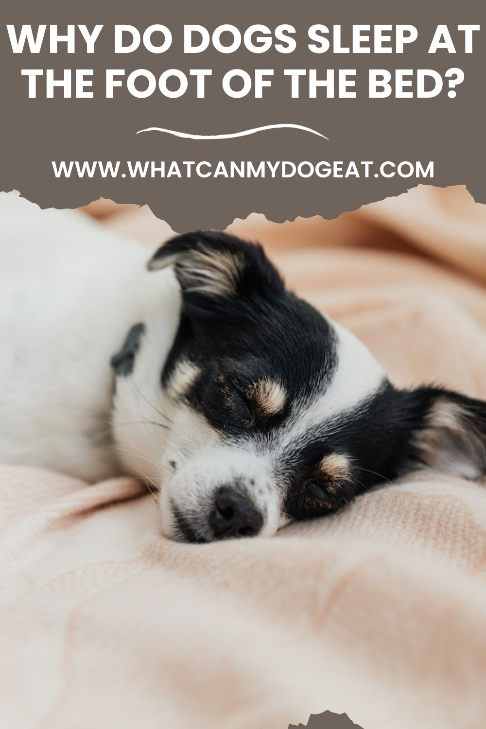 Why Do Dogs Sleep at the Foot of the Bed?