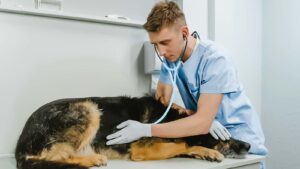10 Reasons Why You Should Think Twice Before Getting A Purebred