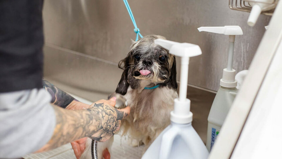 12 Dog Grooming Hacks Every Owner Should Know
