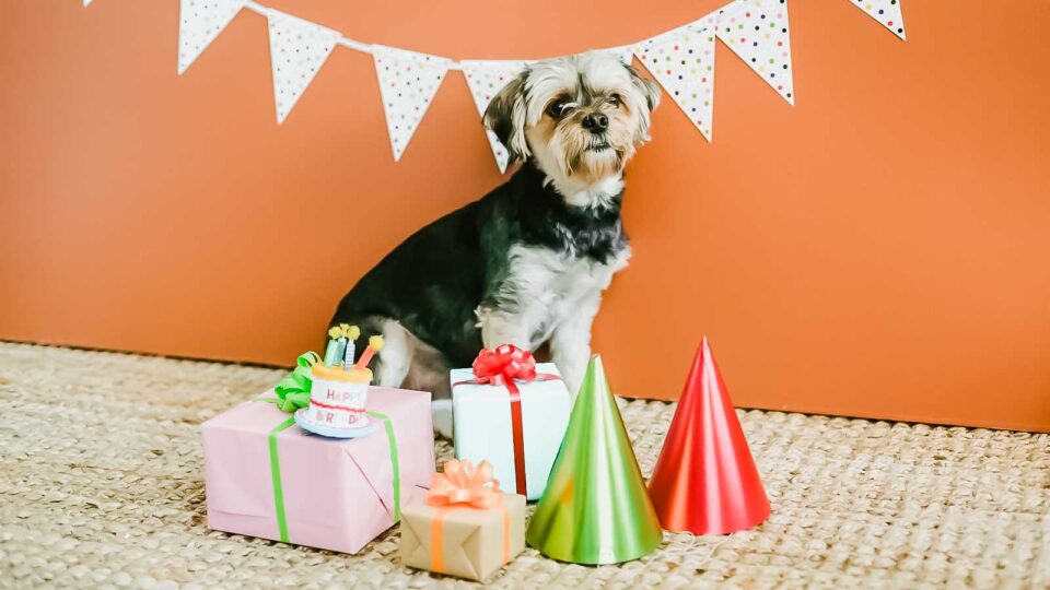10 Fun Dog Birthday Ideas That Go Beyond a Treat