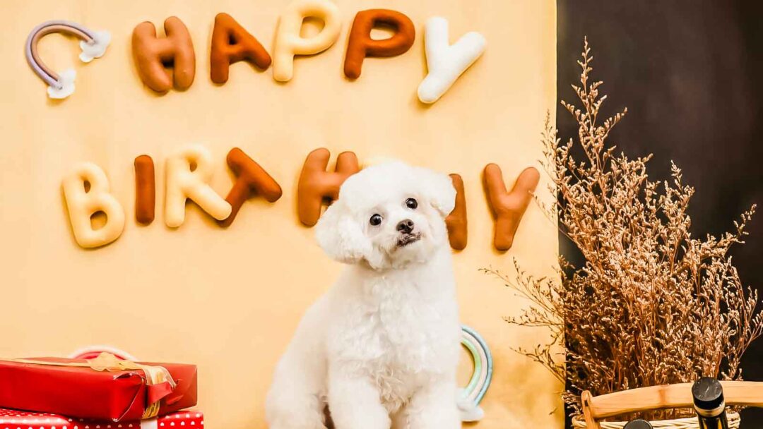 10 Fun Dog Birthday Ideas That Go Beyond a Treat