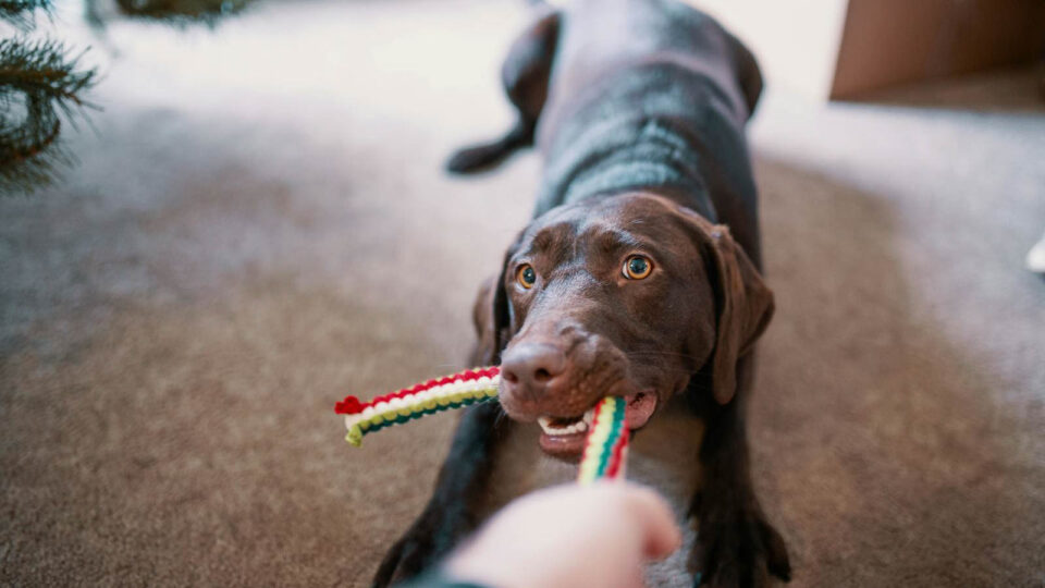 10 Fun Dog Birthday Ideas That Go Beyond a Treat