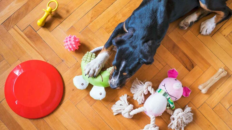 12 Real Differences Between Human and Dog Vision