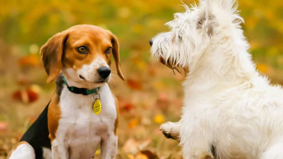 10 Fun Dog Birthday Ideas That Go Beyond a Treat