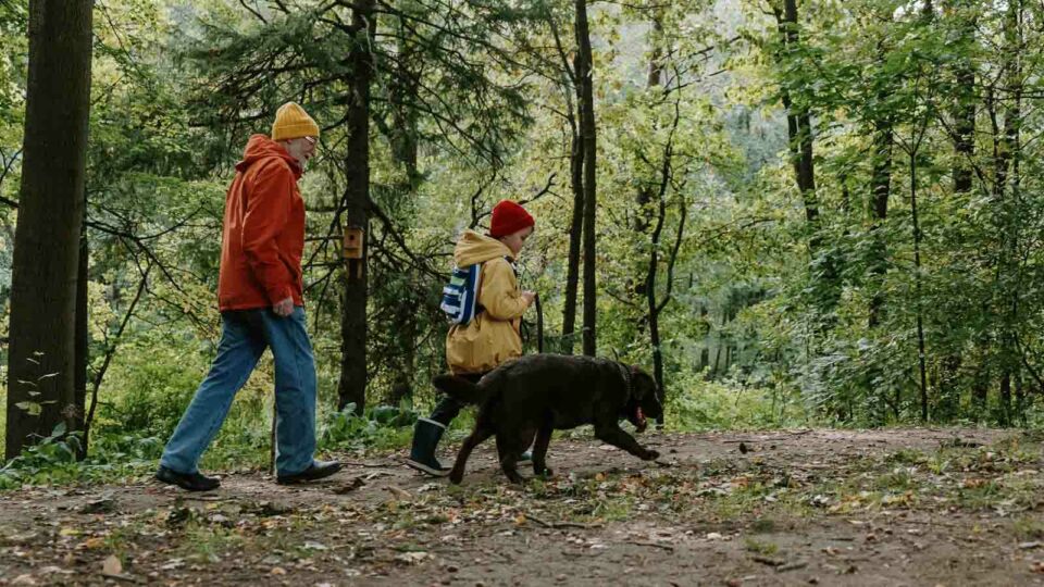 10 Fun Dog Birthday Ideas That Go Beyond a Treat
