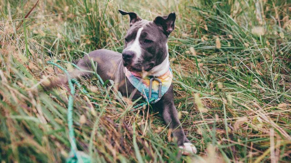 10 Dog Breeds That Are Banned Around the World