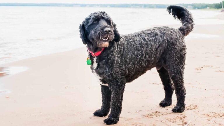 These 10 Dog Breeds Are Born to Swim