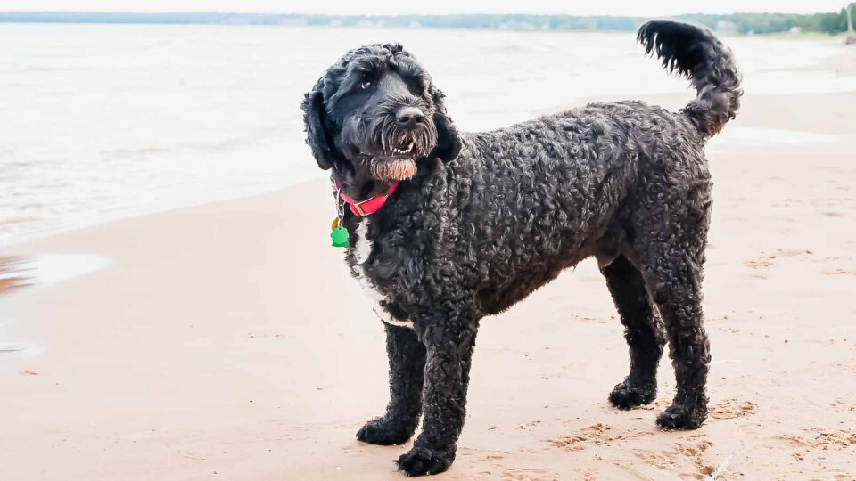 13 Dogs With Extra Toes, Webbed Feet or Other Unique Features That ...