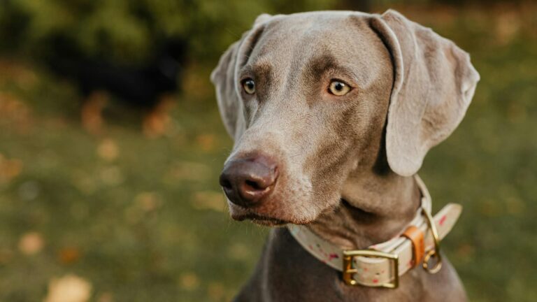 10 Most Intelligent Dog Breeds Hiding in Plain Sight