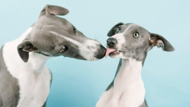 13 Most Gentle Dog Breeds For Families, Seniors and Everyone In Between