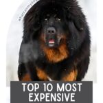 Top 10 Most Expensive Dog Breeds To Own