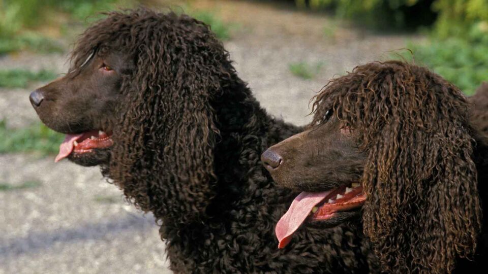 These 10 Dog Breeds Are Born to Swim