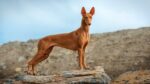 10 Dogs That Were Once Considered Sacred By Ancient Cultures