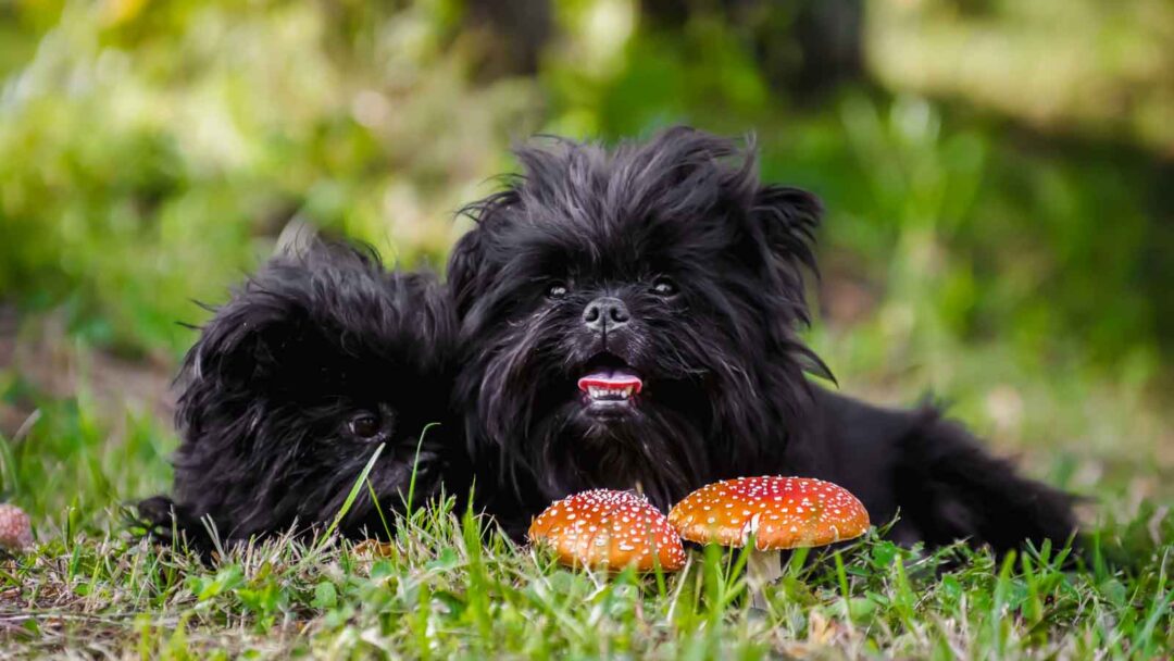 12 Dog Breeds With Looks Only A Mother Could Love
