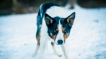 9 Things Your Dog Hates That You Probably Do
