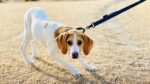 10 Different Tail Wags and the Surprising Messages They Send
