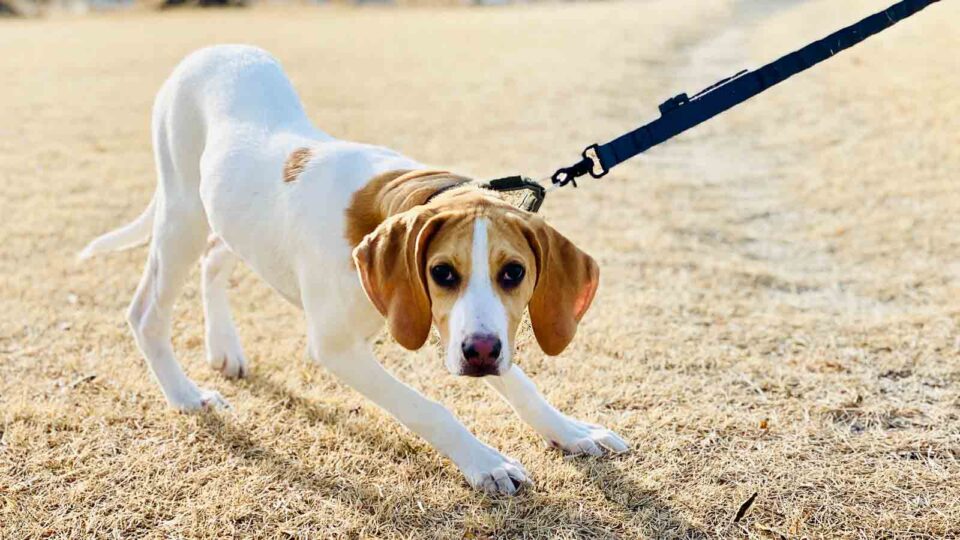 10 Different Tail Wags and the Surprising Messages They Send