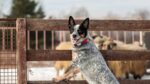 10 Dogs That Could Definitely Survive The Zombie Apocalypse
