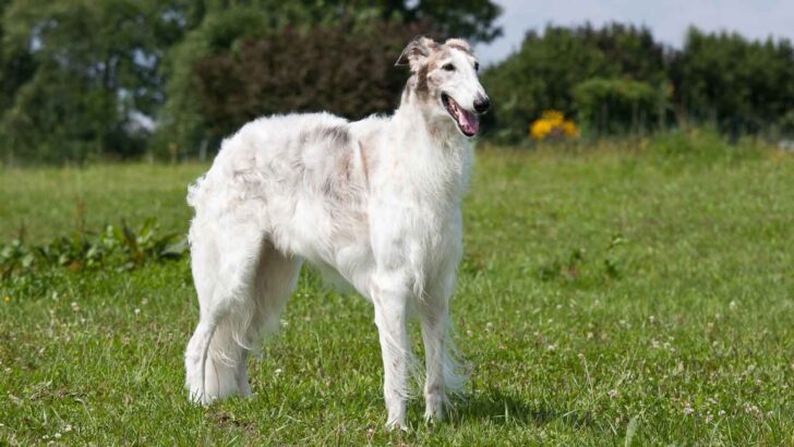 12 Long-Nosed Dogs That Are As Funny As They Are Unique