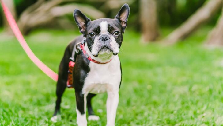 10 Dog Breeds With The Most Hilarious Personalities