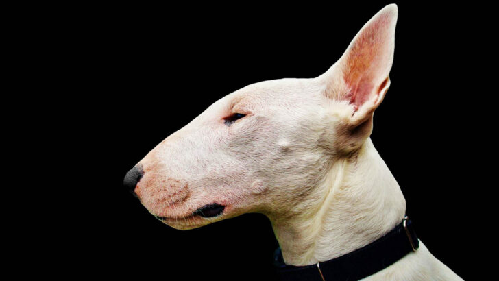 12 Dog Breeds With Looks Only A Mother Could Love