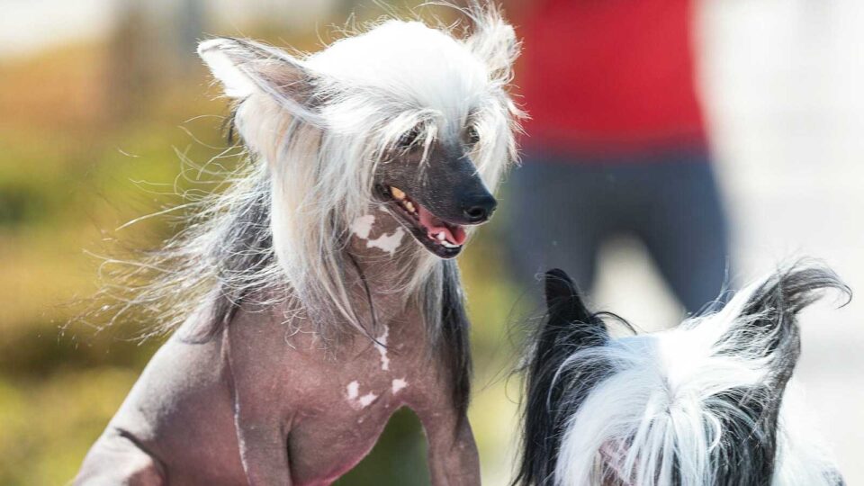 10 “Ugly” Dog Breeds That Deserve More Love Than They Get