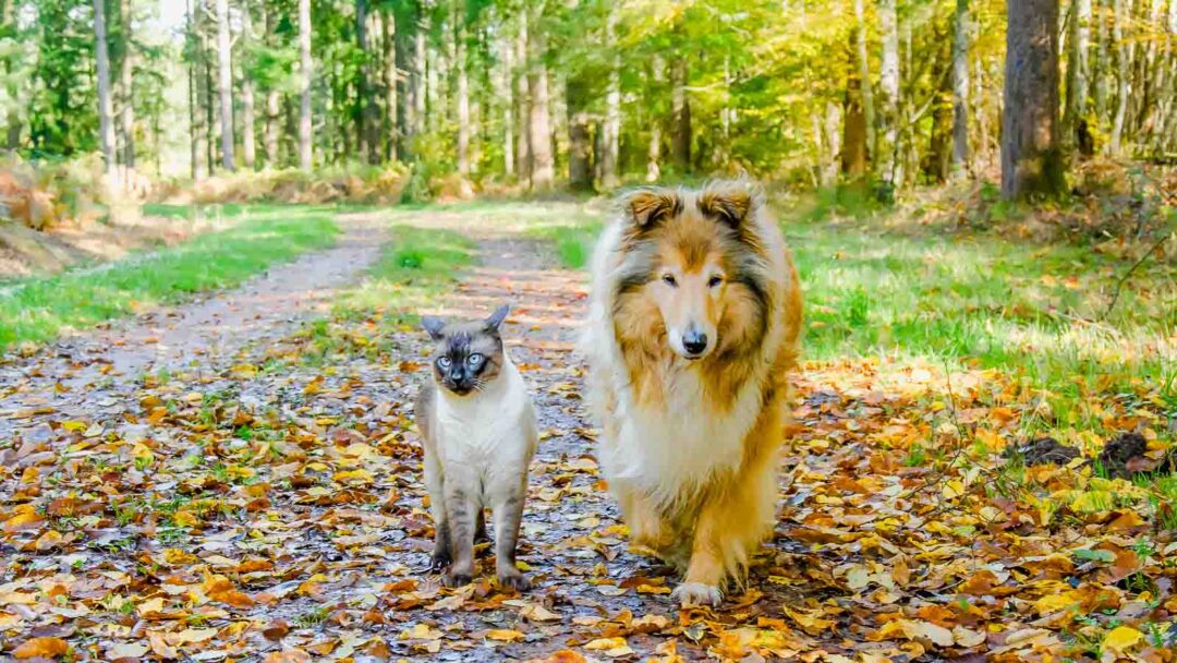 15 Dog Breeds That Are Perfect For Families With Kids