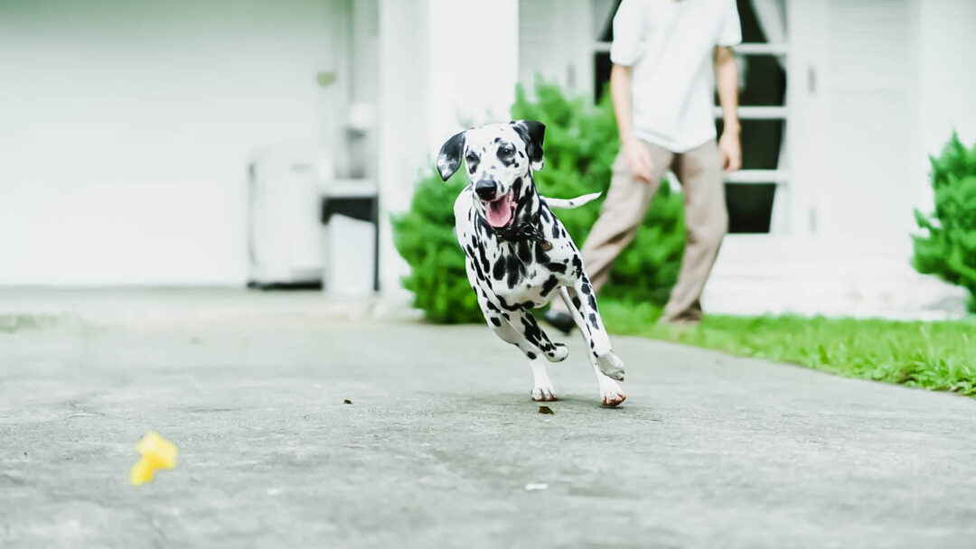 11 Hyperactive Dog Breeds That Will Run You Ragged