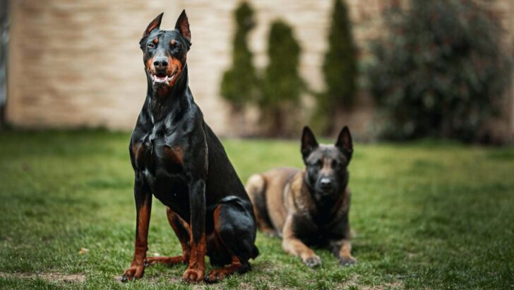 11 Most Intimidating Dog Breeds No One Will Dare Mess With