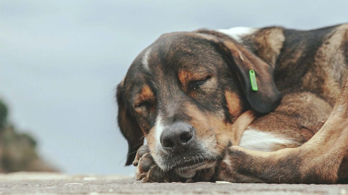 8 Surprising Reasons Dogs Spin Before Lying Down