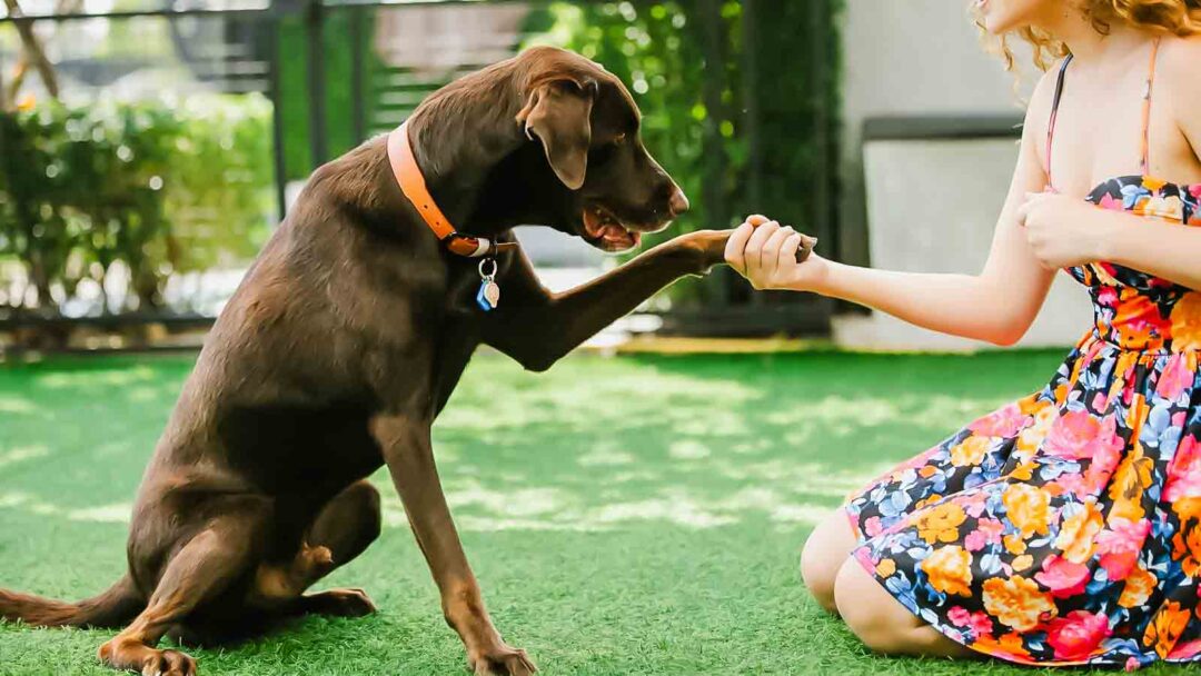 10 Things Your Dog’s Body Language Is Trying to Tell You