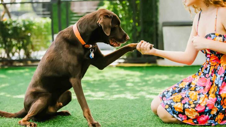 Are You Making One of These 10 Common Dog Training Mistakes?