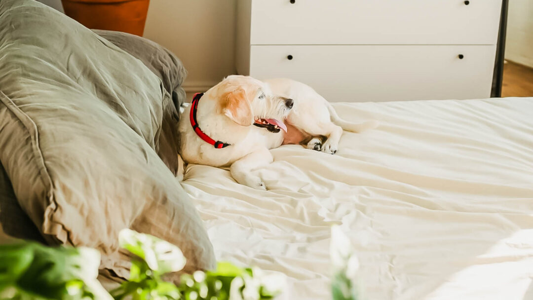 9 Pros and Cons of Letting Your Dog Sleep in Your Bed