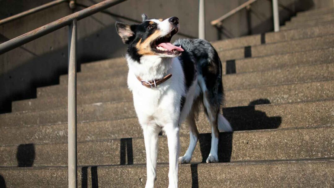 12 Gentle Exercises To Keep Your Senior Dog Active