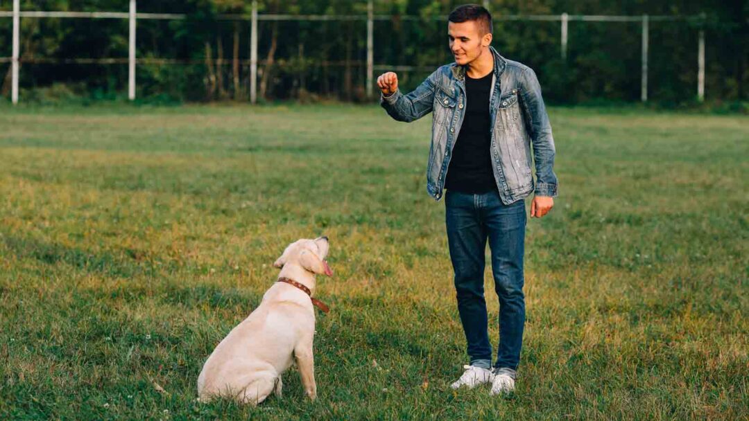10 Ways to Teach Your Dog to Stay Close Without a Leash