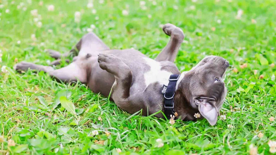 10 Weird Things Dogs Do That Make No Sense To Humans