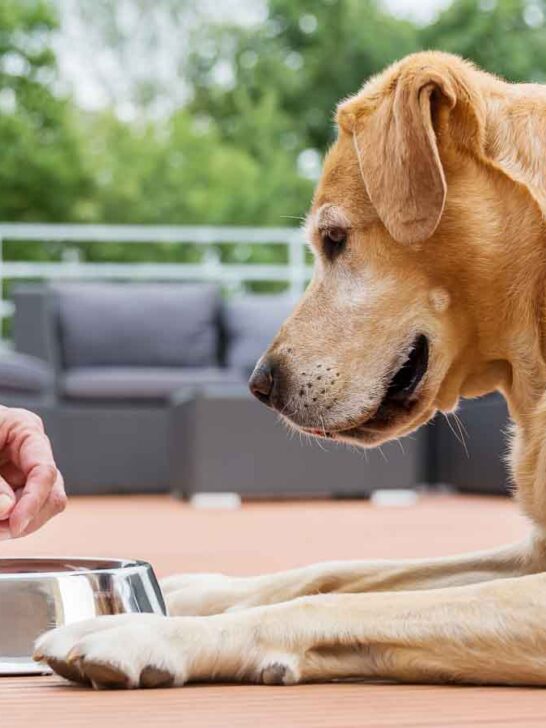 10 Things Behind a Dog’s Constant Begging Habits