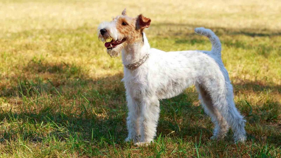 13 Dog Breeds That Are Stubborn As A Mule To Train